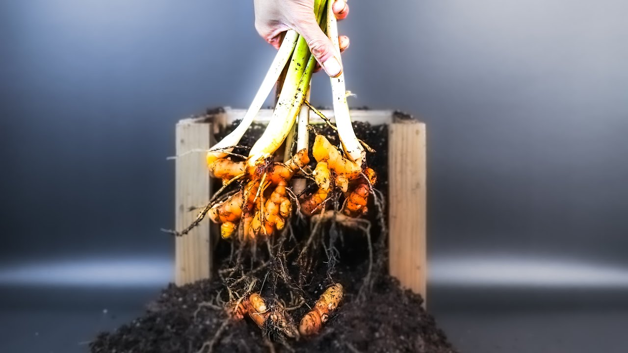 Turmeric plant growing time-lapse part 2: Harvesting