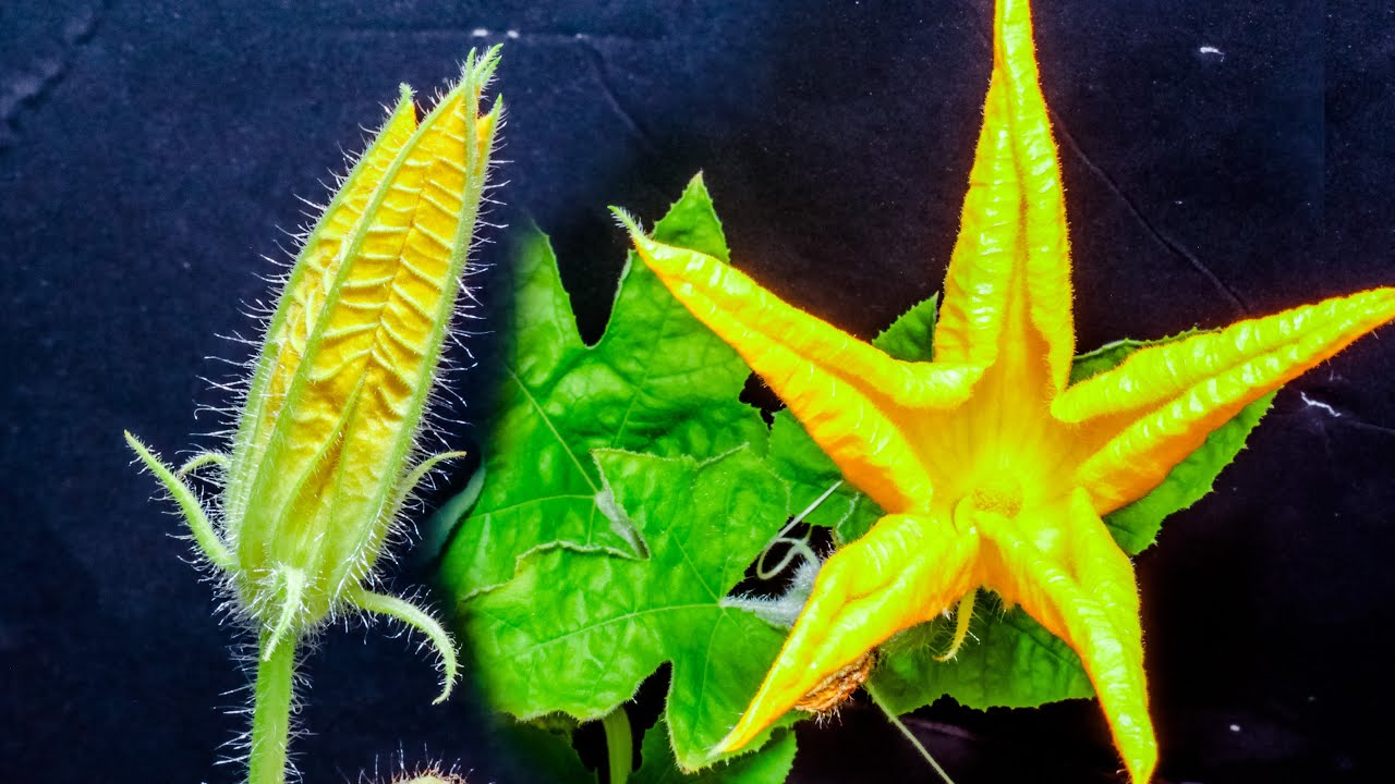 Pumpkin's flowers blooming time lapse