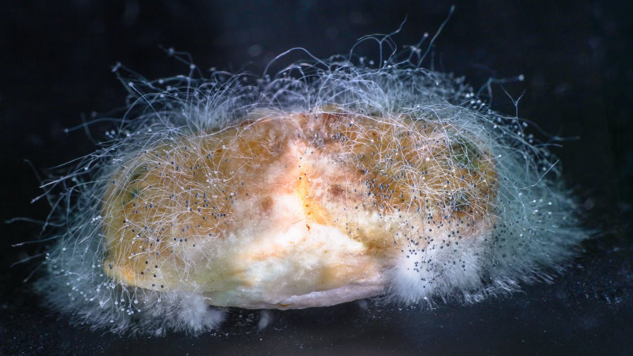 Mold growing in macro time lapse