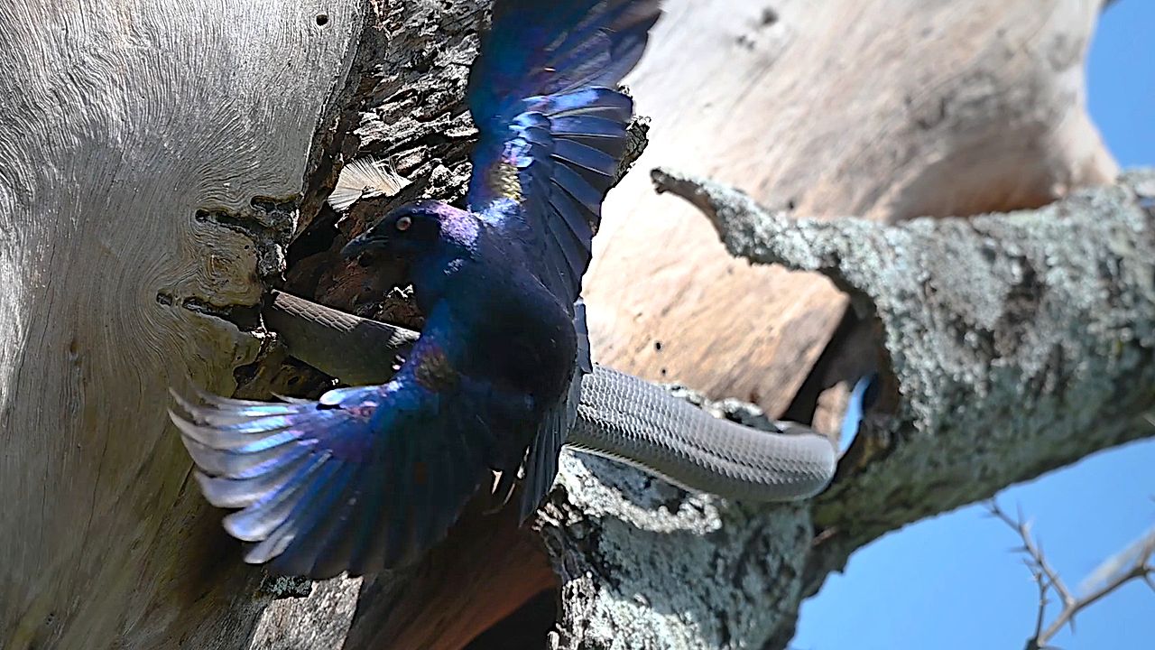Brave birds divebomb black mamba to defend their nest