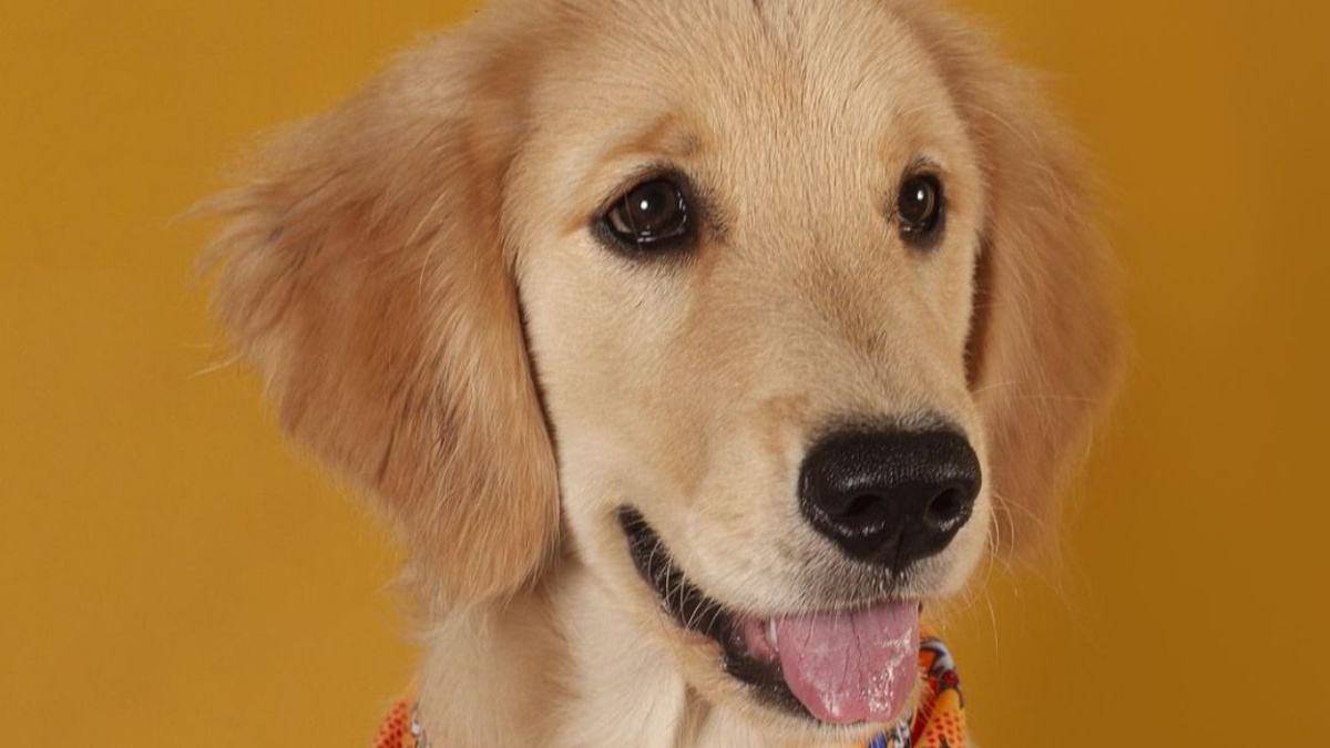 10 everyday foods you give your dog that could harm them over time