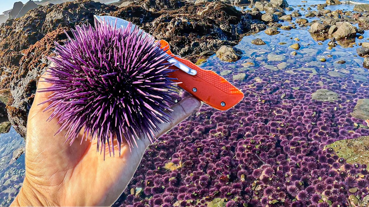 Sea urchins taking over the tide pools