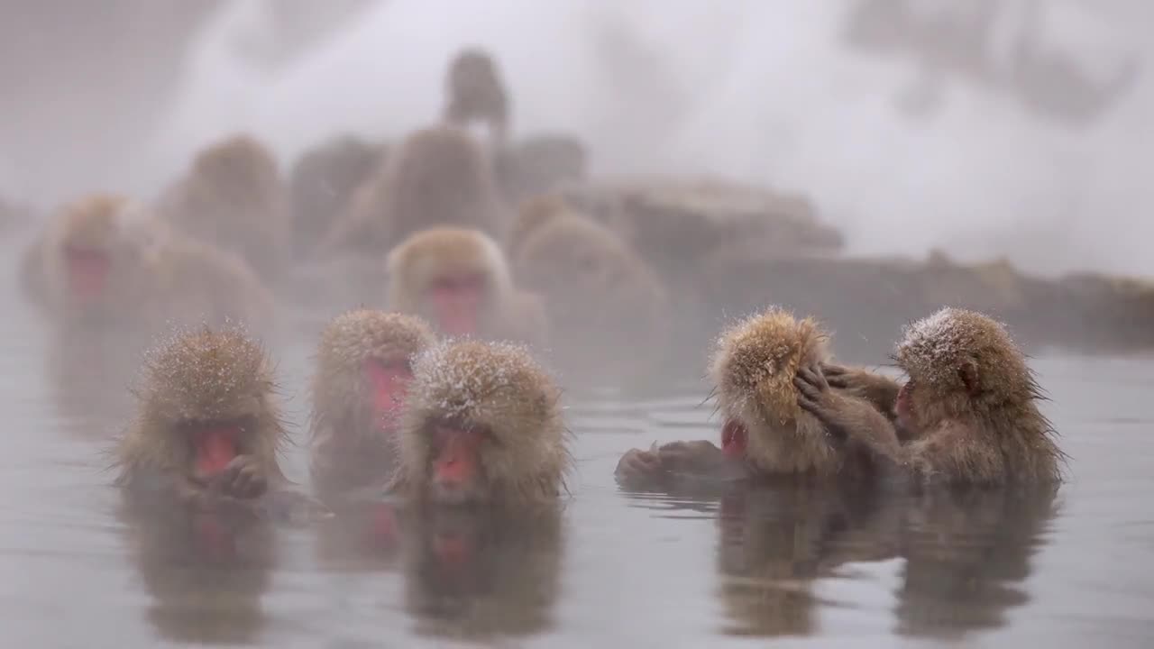 Monkeys Celebrate ‘Good Bath and Onsen Day’ in Japanese Hot Spring