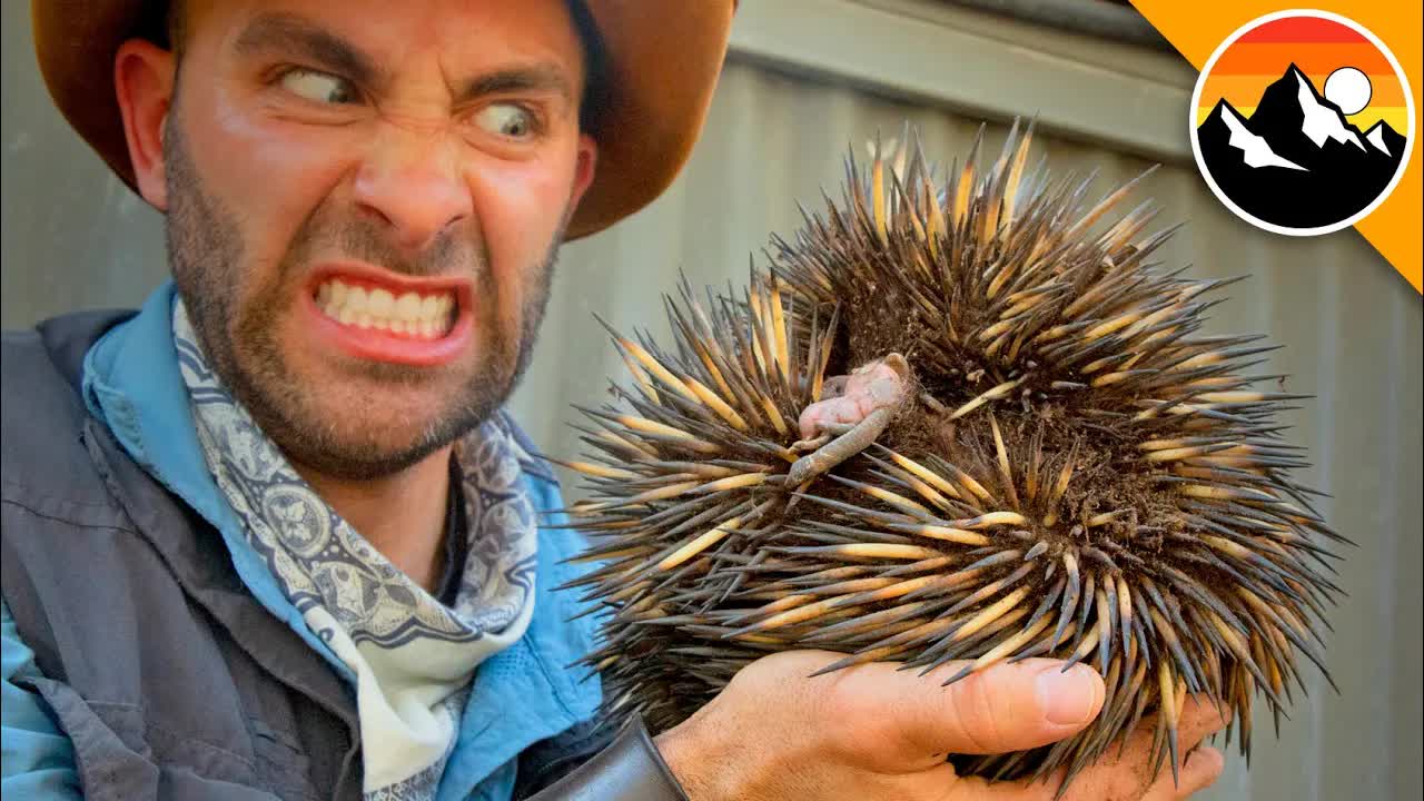 Meet One of the Spikiest Creatures on Earth