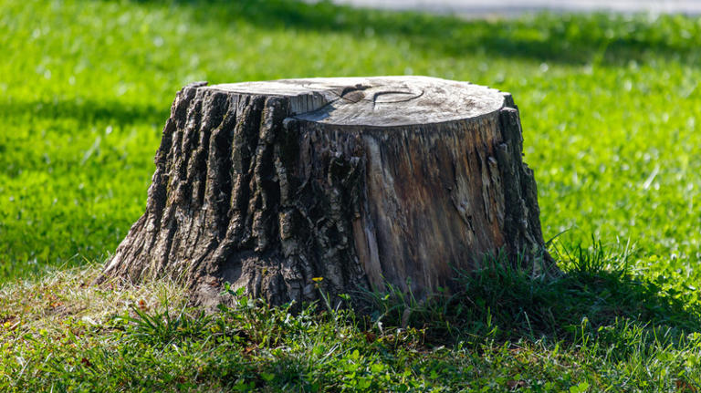 Removing A Tree Stump From Your Yard? Avoid These Common Mistakes At ...