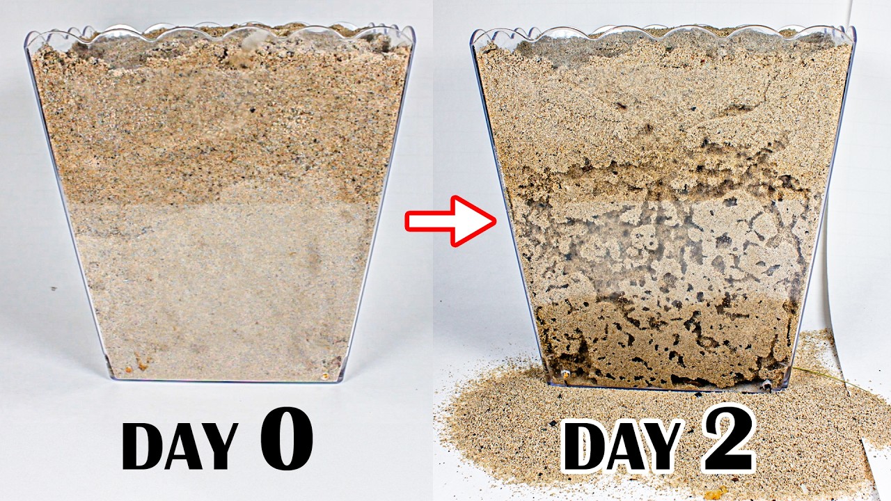 Ants digging tunnels time lapse