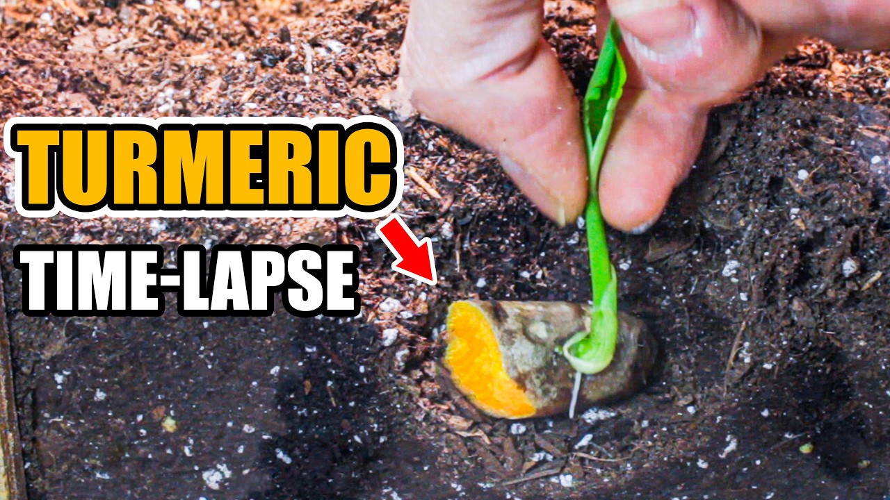 Turmeric plant growing time-lapse part 1: Root to day 95