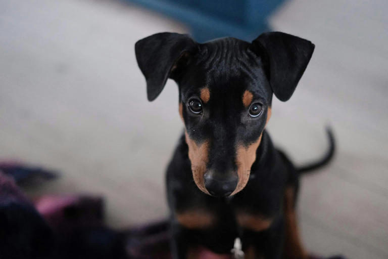 Aggression In Dogs 2025: Here are the 20 most and least aggressive ...