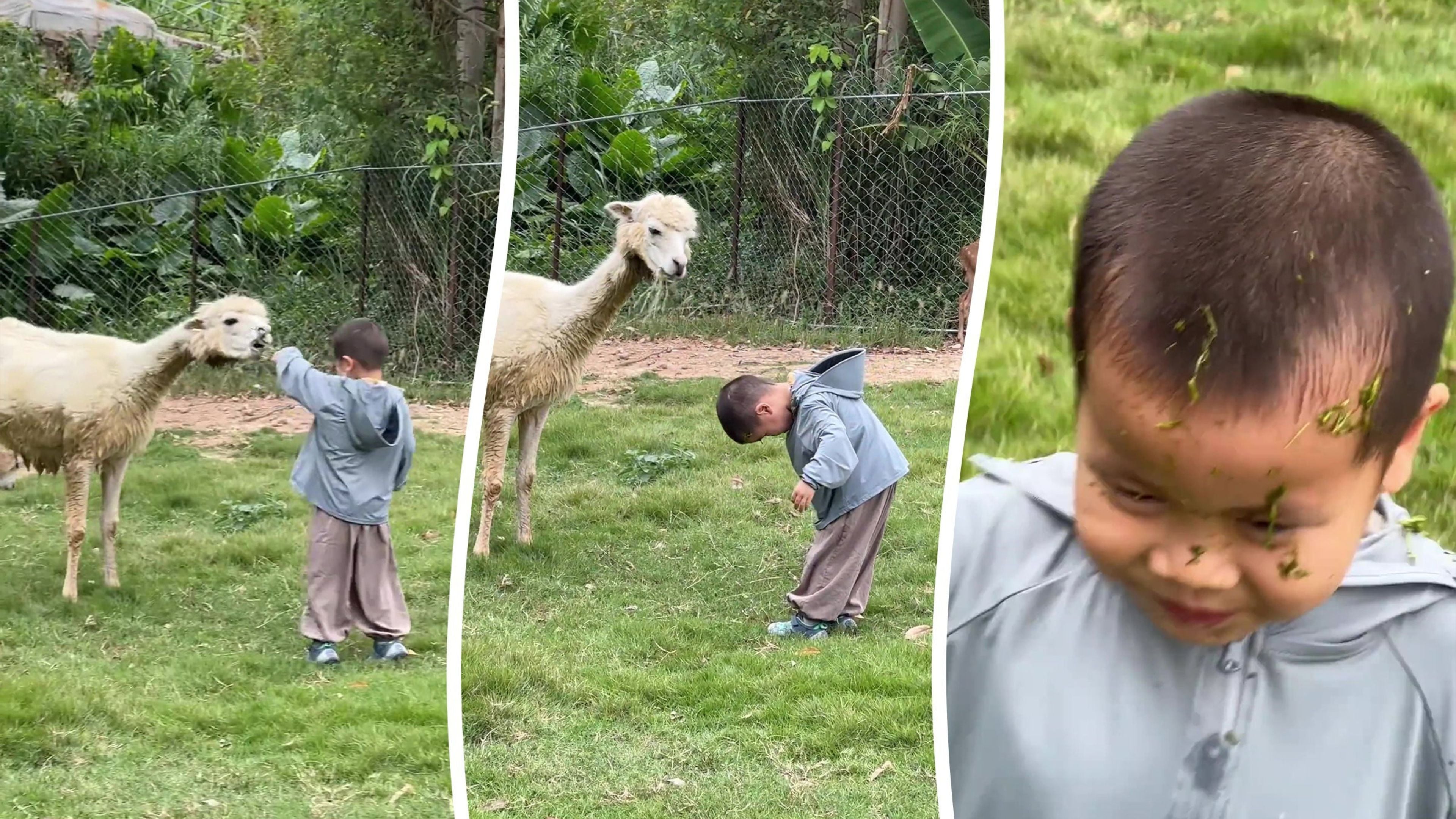 Alpaca spits straight into little boy’s face during feeding time