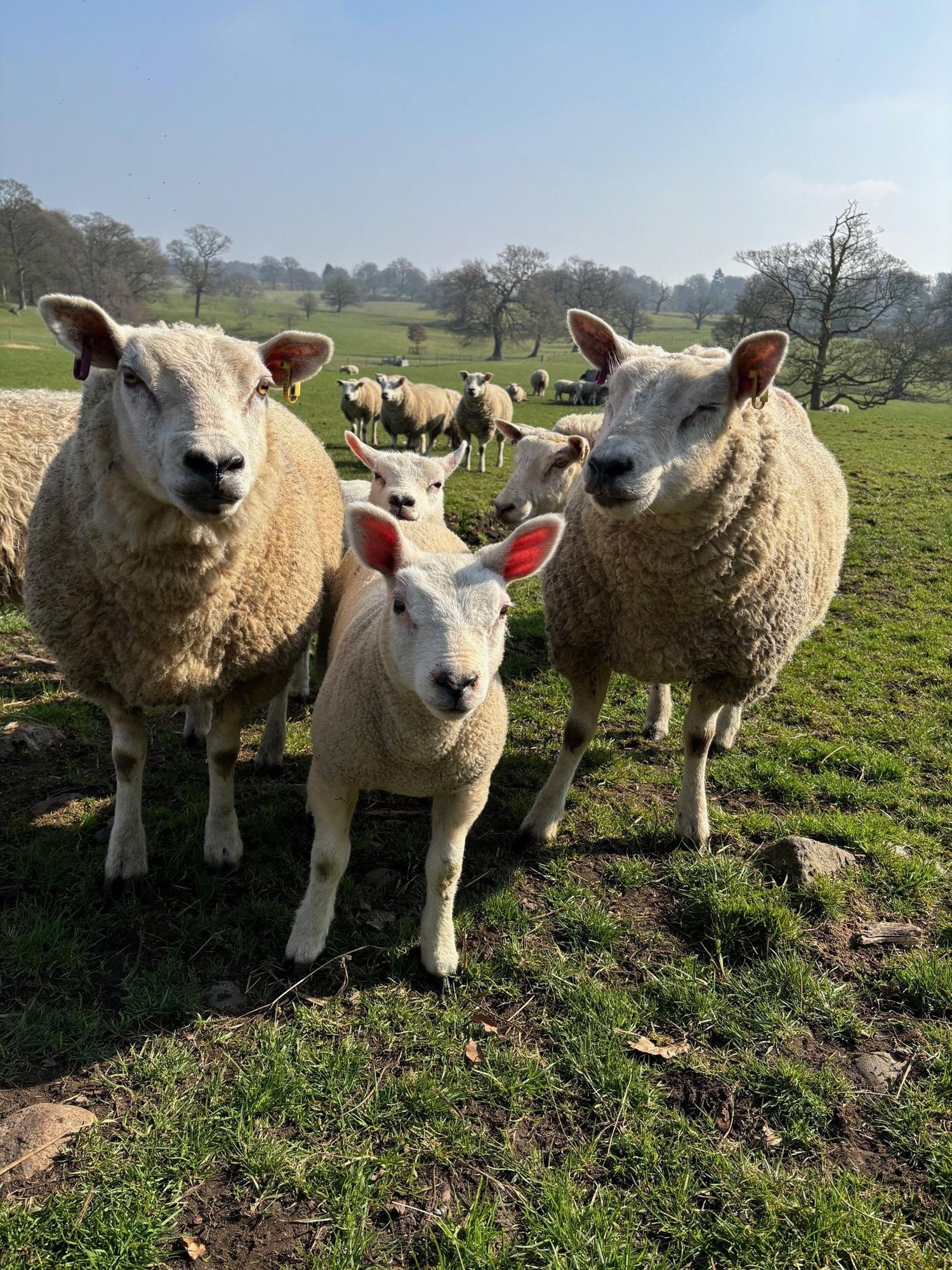 Opinion: Still time to do the right thing for Yorkshire county farming ...