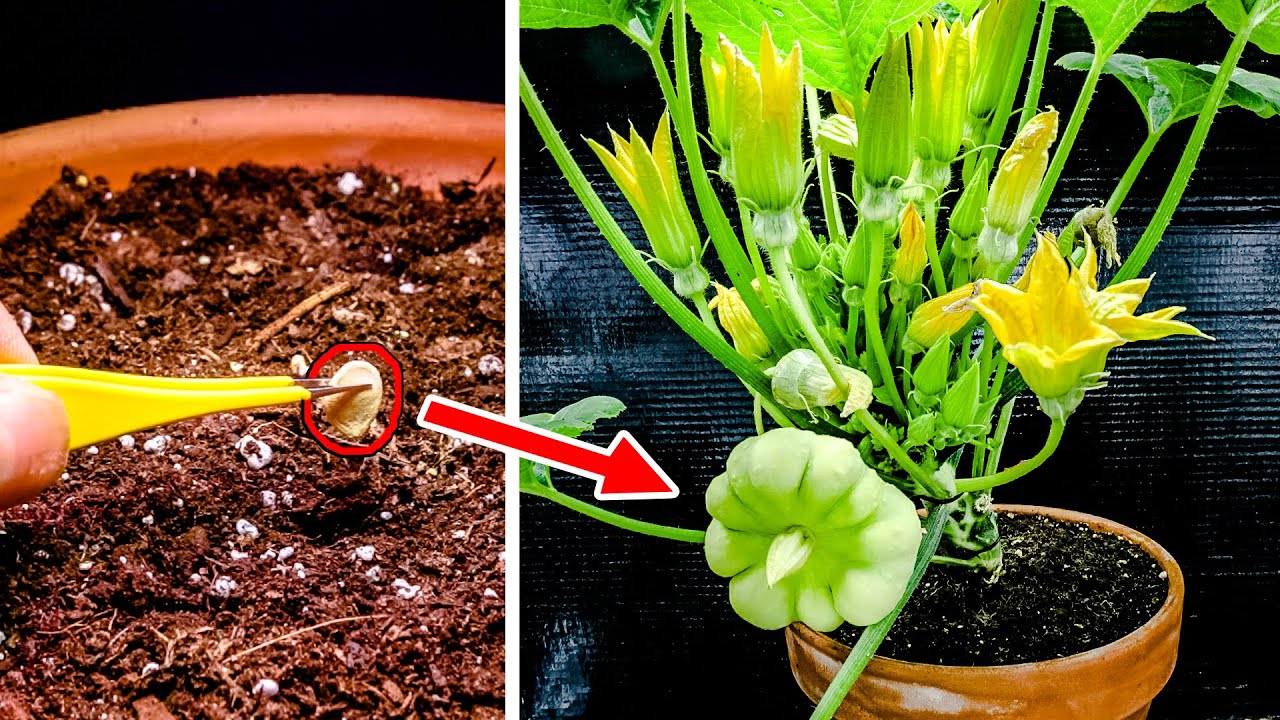 Growing Peter patty pan squash from seed to fruit (86 days time lapse)