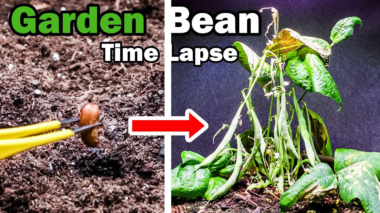 Growing garden green bean time lapse - seed to pods