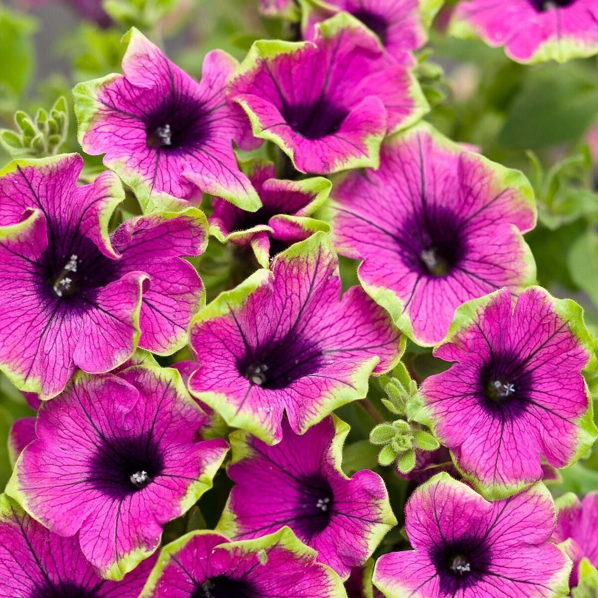 Top 10 beautiful bicolor flowers to grow