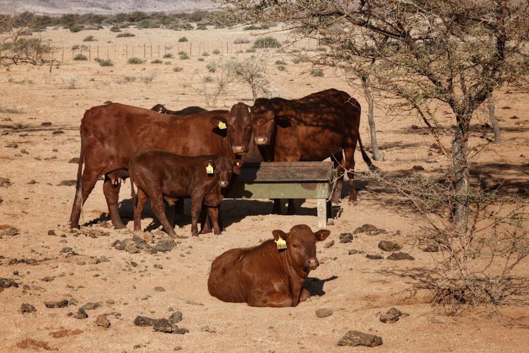 The Number Of Beef Cows In The U.S. Drops To The Lowest Level Since ...