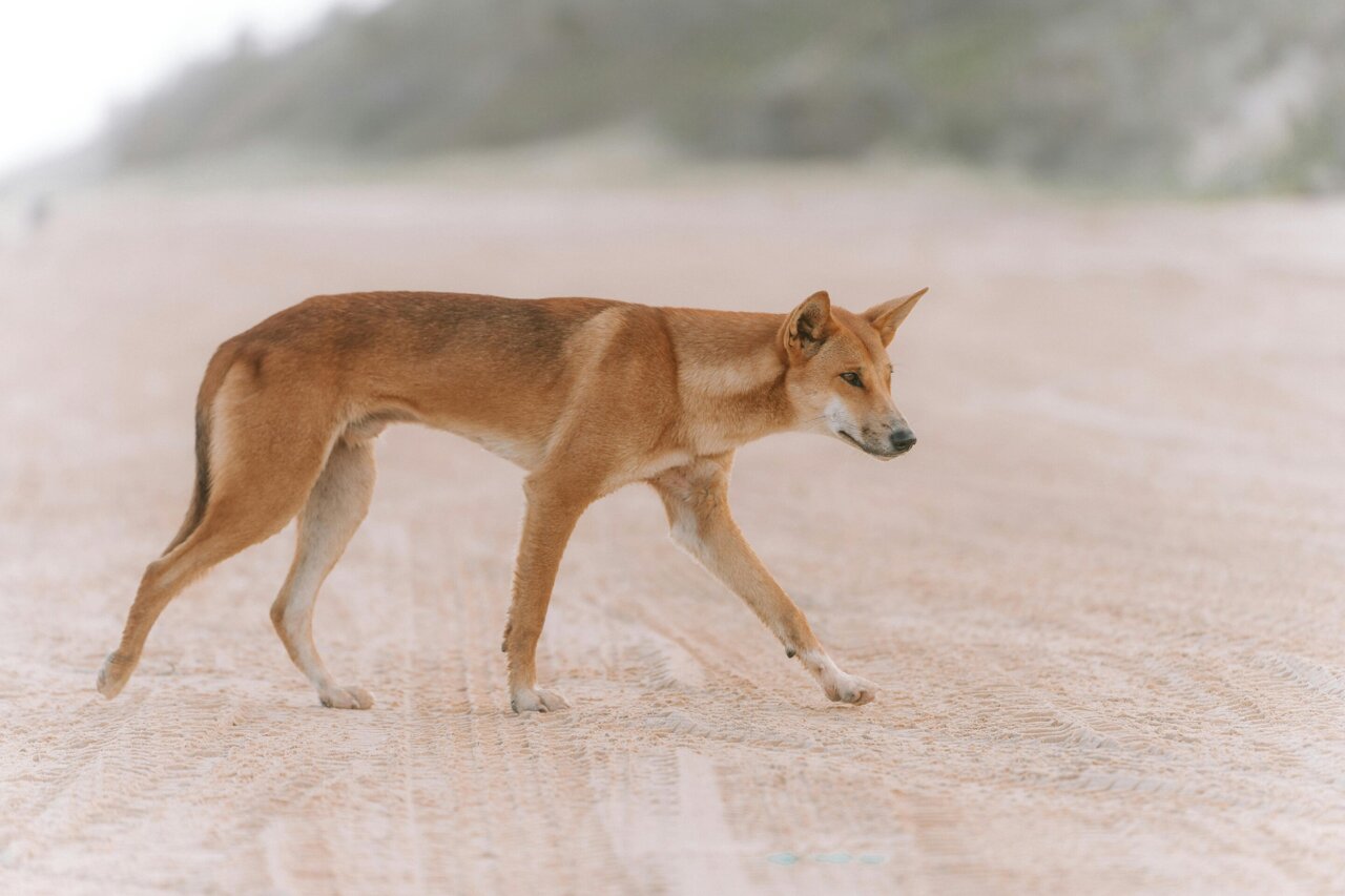 Impacts of colonization on dingoes are 'written in their bones,' new ...