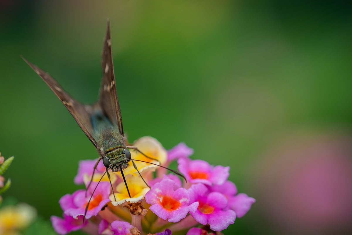 Top 10 beautiful bicolor flowers to grow