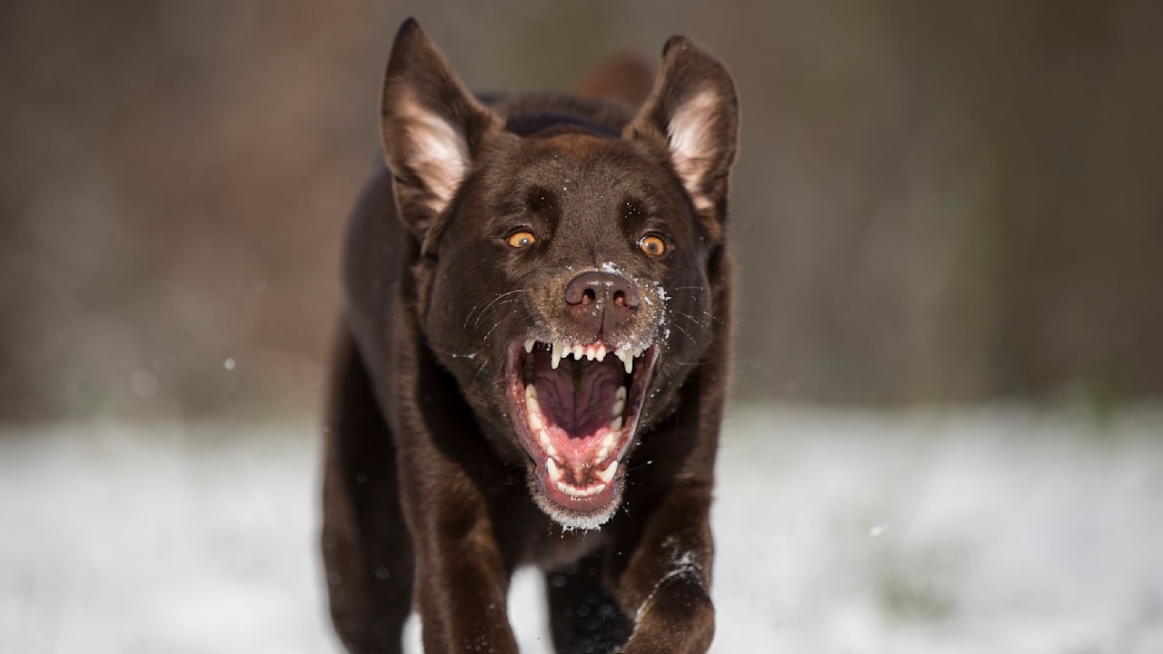 Schne Beisskraft Von Hunden Bild