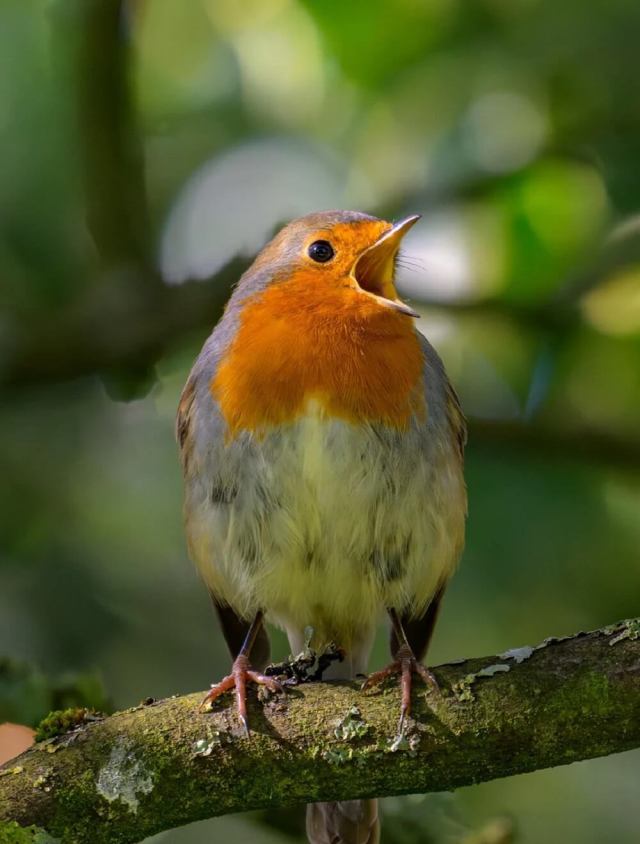 New homeowner shares stunning photos of unexpected garden guest: 'Gorgeous'