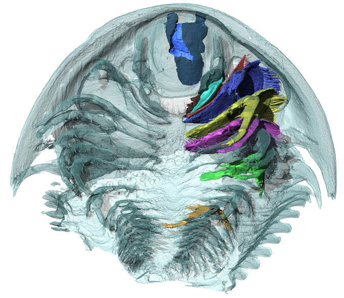 500-Million-Year-Old Trilobite Fossils With Soft Tissues So Intact ...
