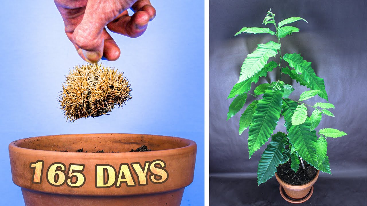 Growing chestnut tree from seed time lapse (165 days)