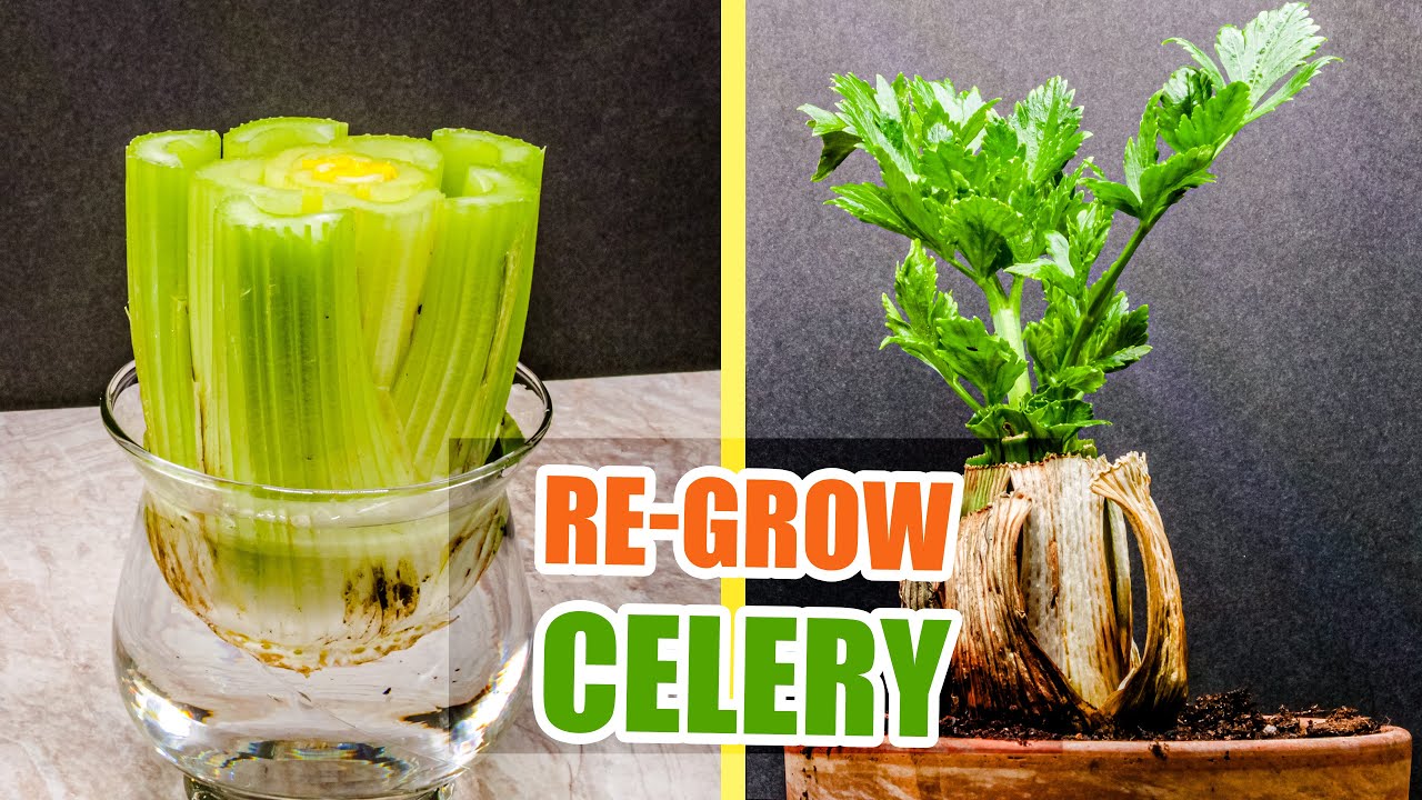 Regrowing celery from scraps (35 days time lapse)