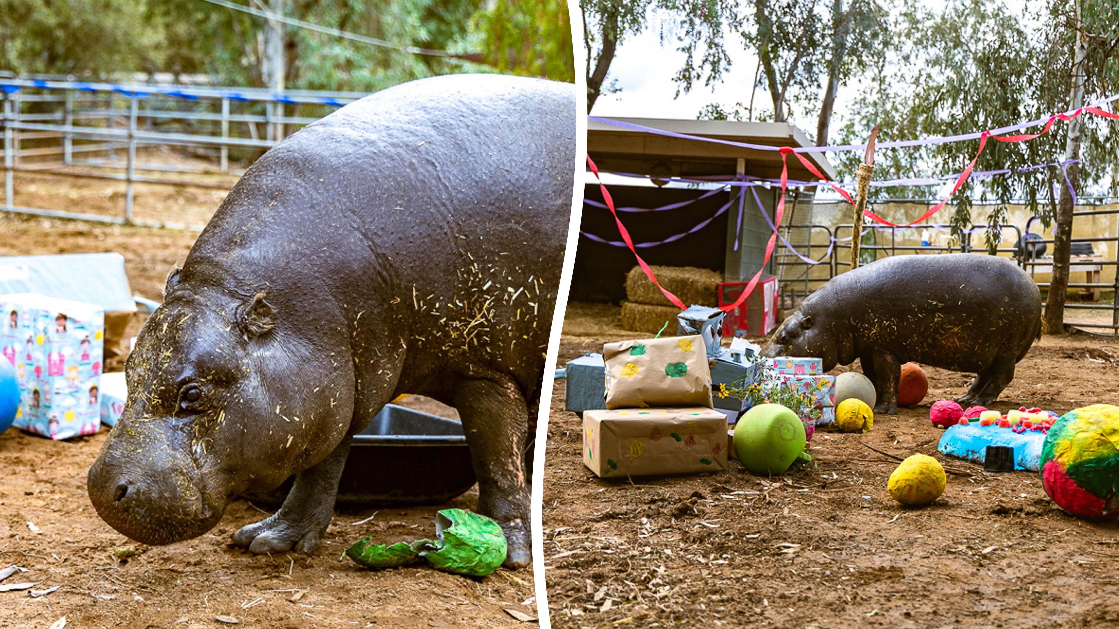World's oldest pygmy hippo celebrates 52nd birthday with Hungry Hungry ...