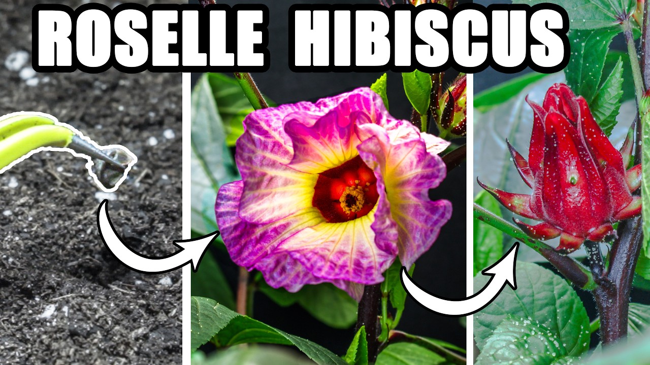 Roselle time-lapse: 120 days from seed to bloom (Hibiscus sabdariffa ...