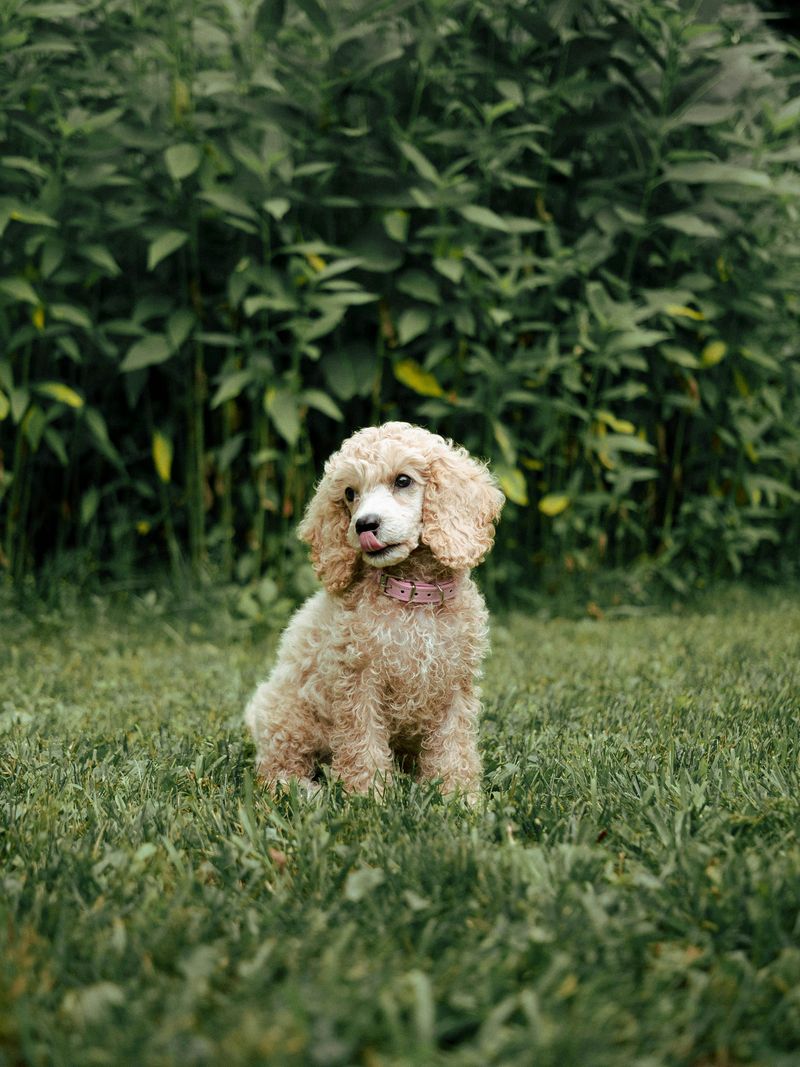 8 Dog Types Whose Breed Names Mean Something Totally Unexpected