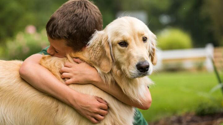 3 Fun Facts About Golden Retrievers