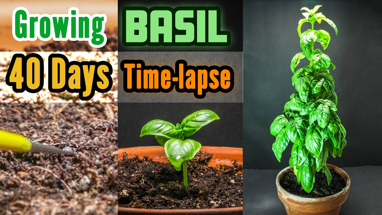 Growing basil herb - seed to plant time lapse (40 days indoor)
