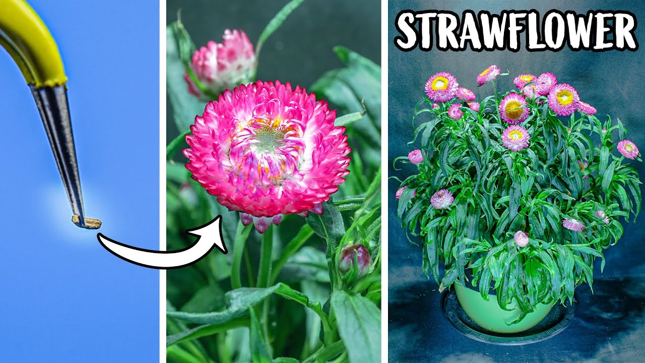 Growing strawflower time lapse - seed to flowers (74 days)
