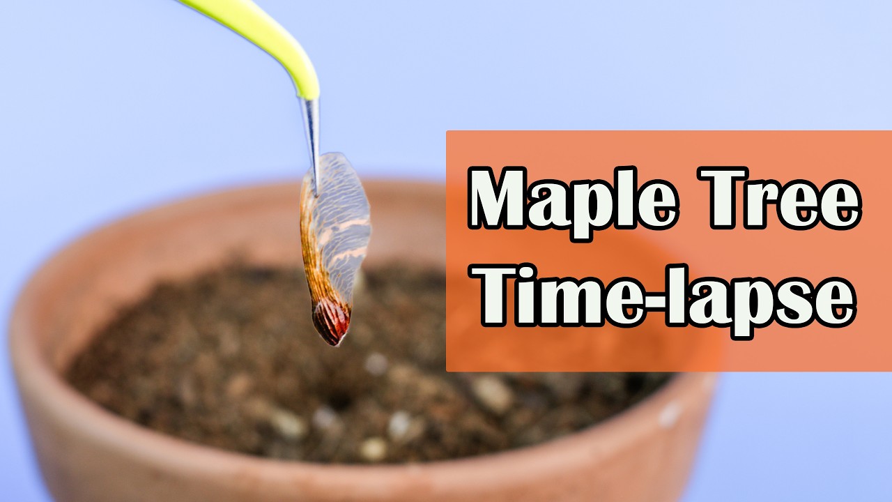 Maple tree growing from seed (138 days time lapse)
