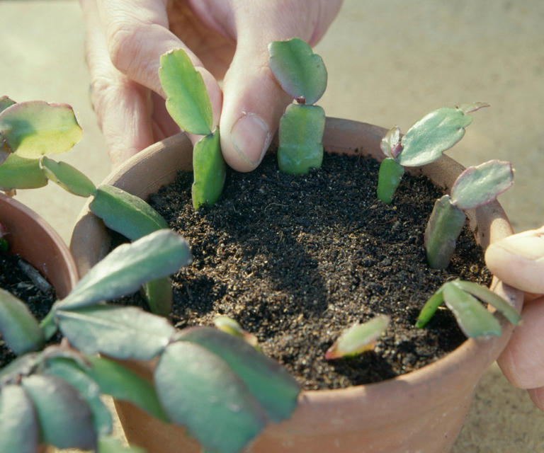I've got the low-down on multiplying your Christmas cactus this winter