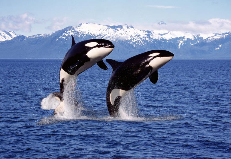 Scientific Facts That Show The Greatness And Majesty Of Orcas