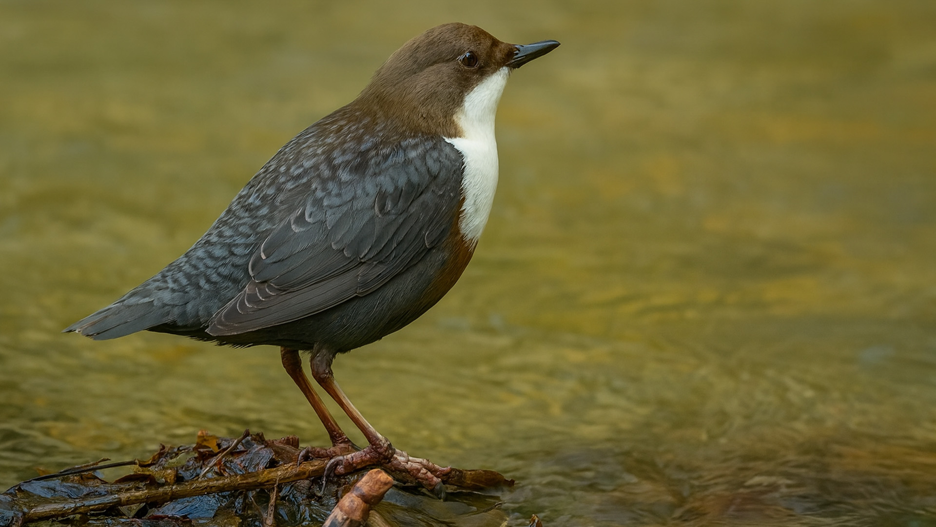 White-throated Dipper by the Riverbank