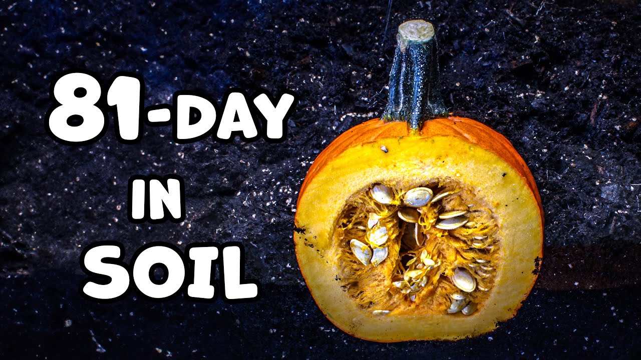 Half pumpkin in soil (81 days time lapse)