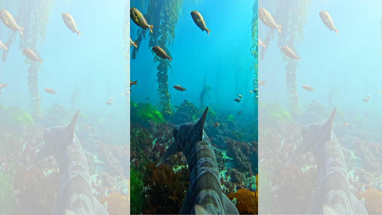 Leopard Shark POV: Sandbar Glide