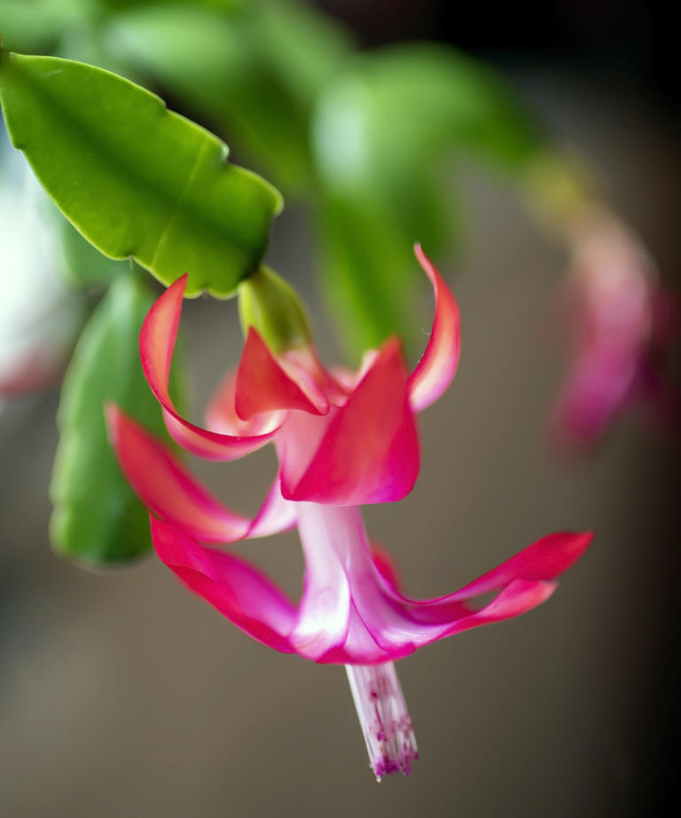 Making this 1 mistake in January can sabotage your holiday cactus display
