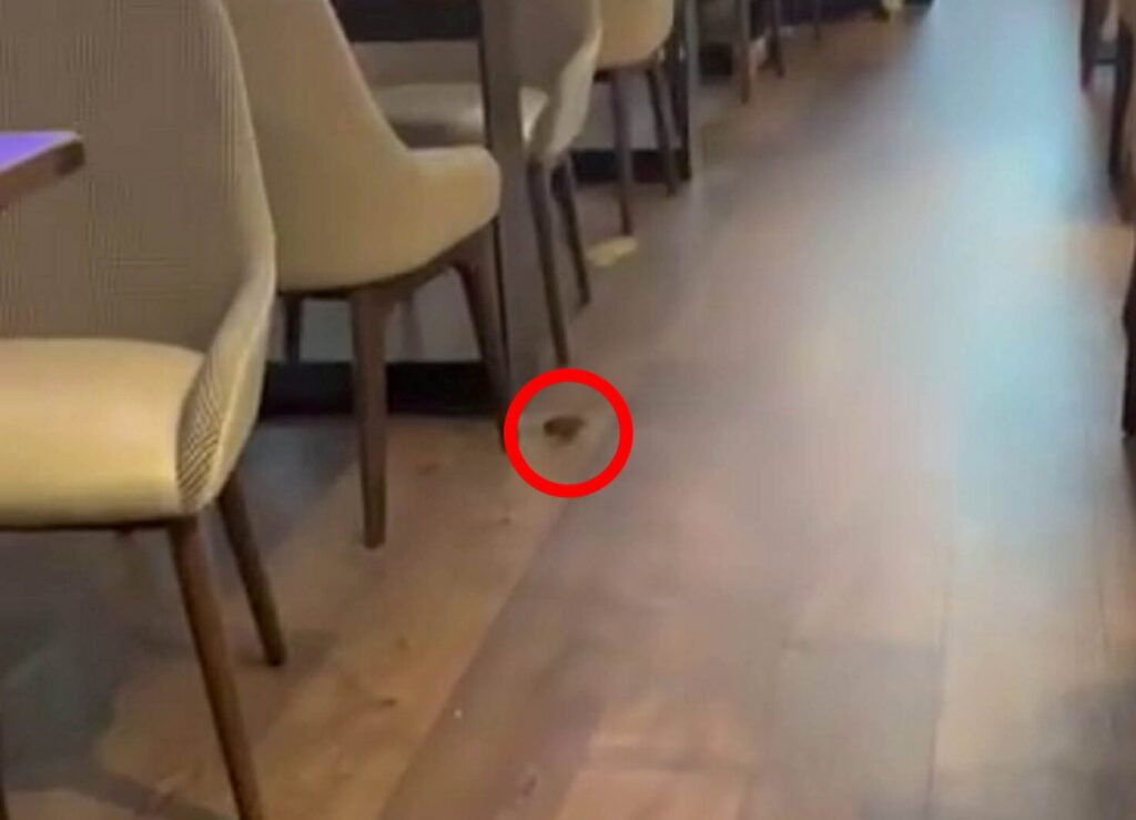 Mice spotted scurrying around Gordon Ramsay restaurant