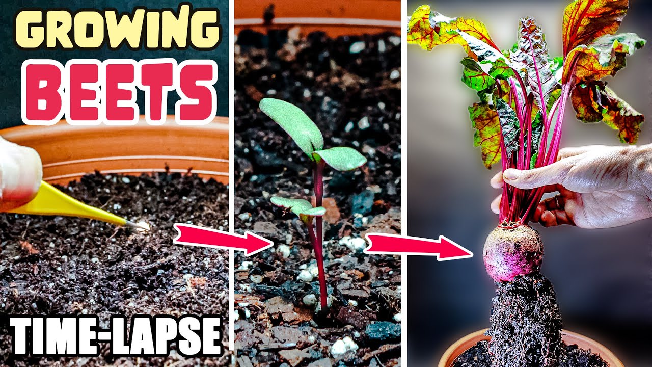 Growing Beets Plant From Seed To Beetroot (70 Days Time Lapse)