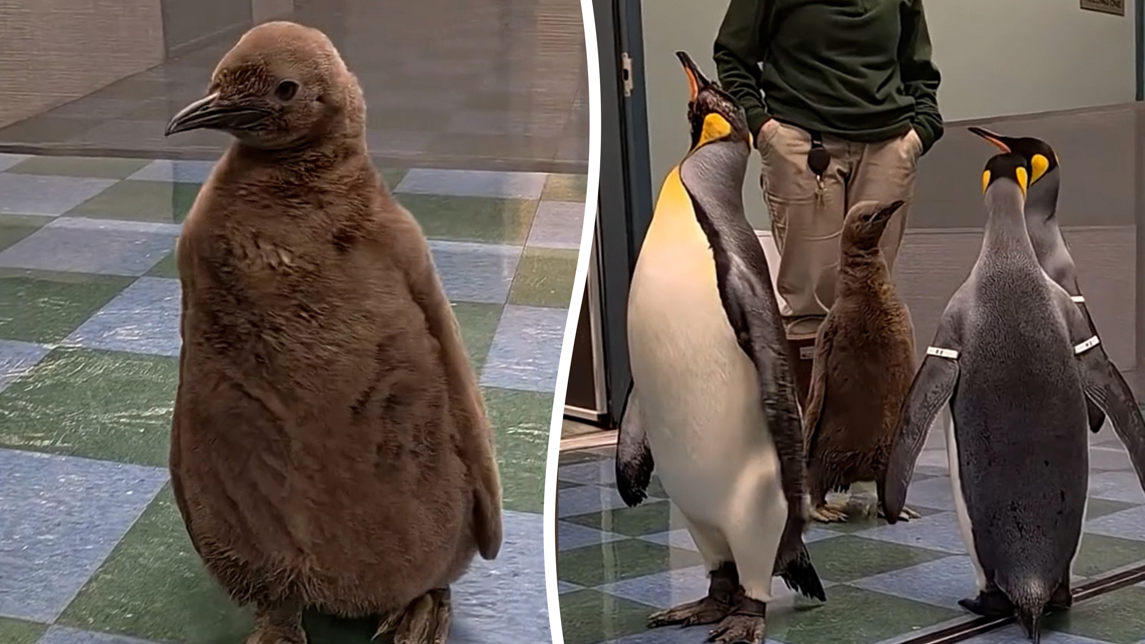 Chunky 14 pound baby king penguin Cleopatra spotted socialising at ...