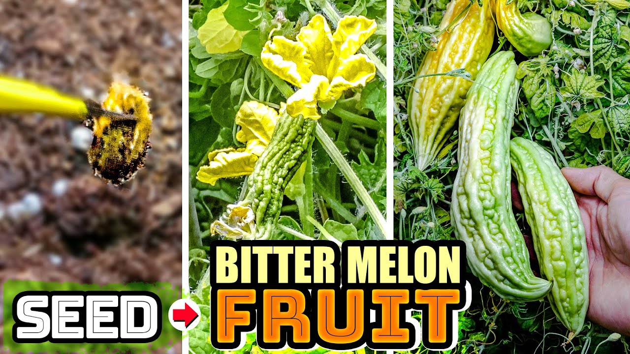 Growing bitter melon gourd from seed to fruit (108-day time lapse)