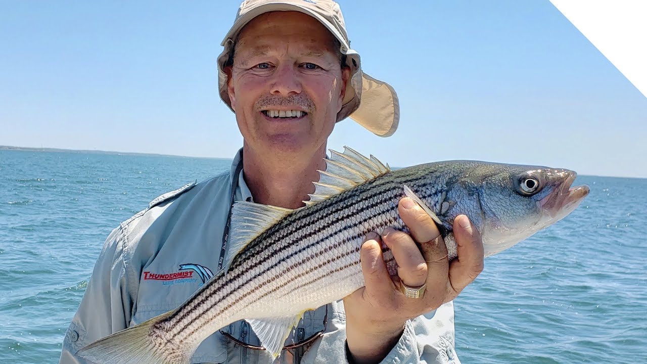 Jerkbait schoolie stripers - Amazing fish after fish action!