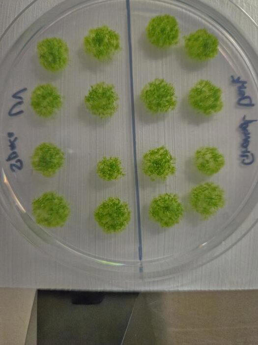 Moss Survives Nine Months in Space