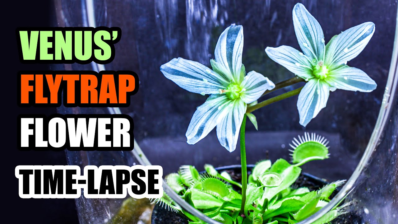 Venus flytrap flower blooming time lapse