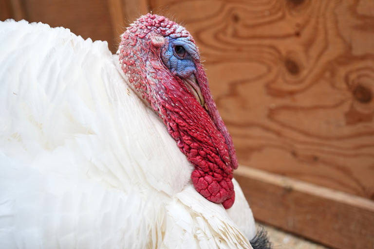 Americans are ‘adopting’ turkeys in unusual Thanksgiving tradition