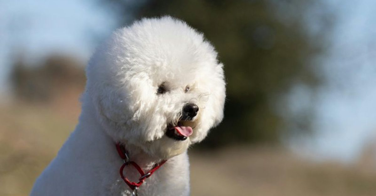 8 Dog Types Whose Breed Names Mean Something Totally Unexpected