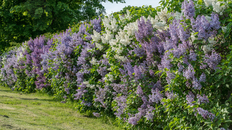 Fast-Growing Flowering Shrubs To Add Color And Privacy To Your Yard