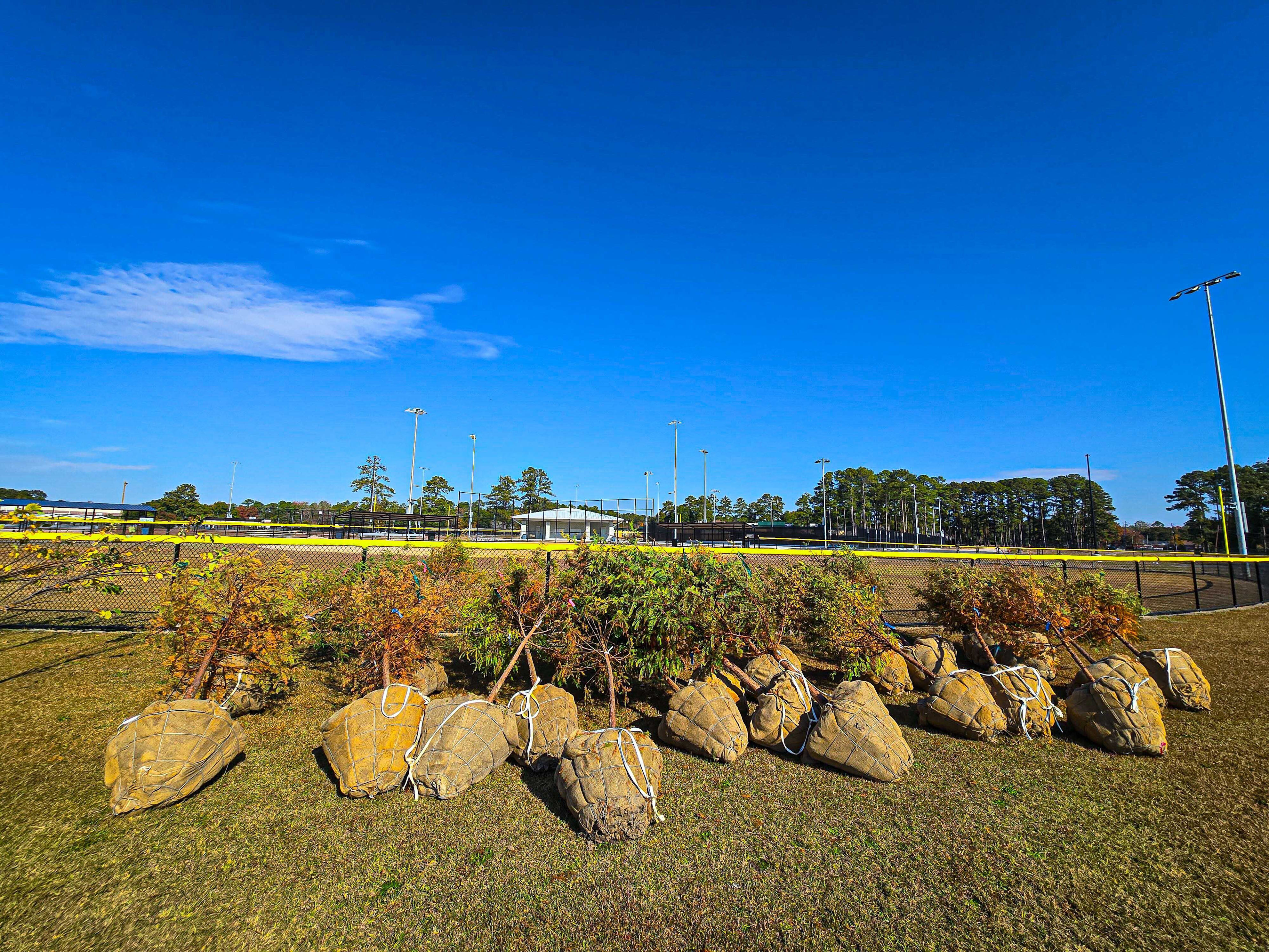Darlington to plant 265 trees to boost city beautification efforts