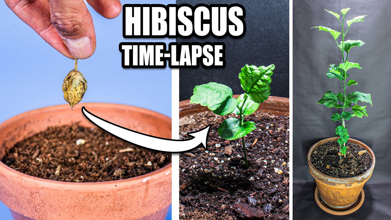 Growing hardy hibiscus plant from seed time lapse (148 days)